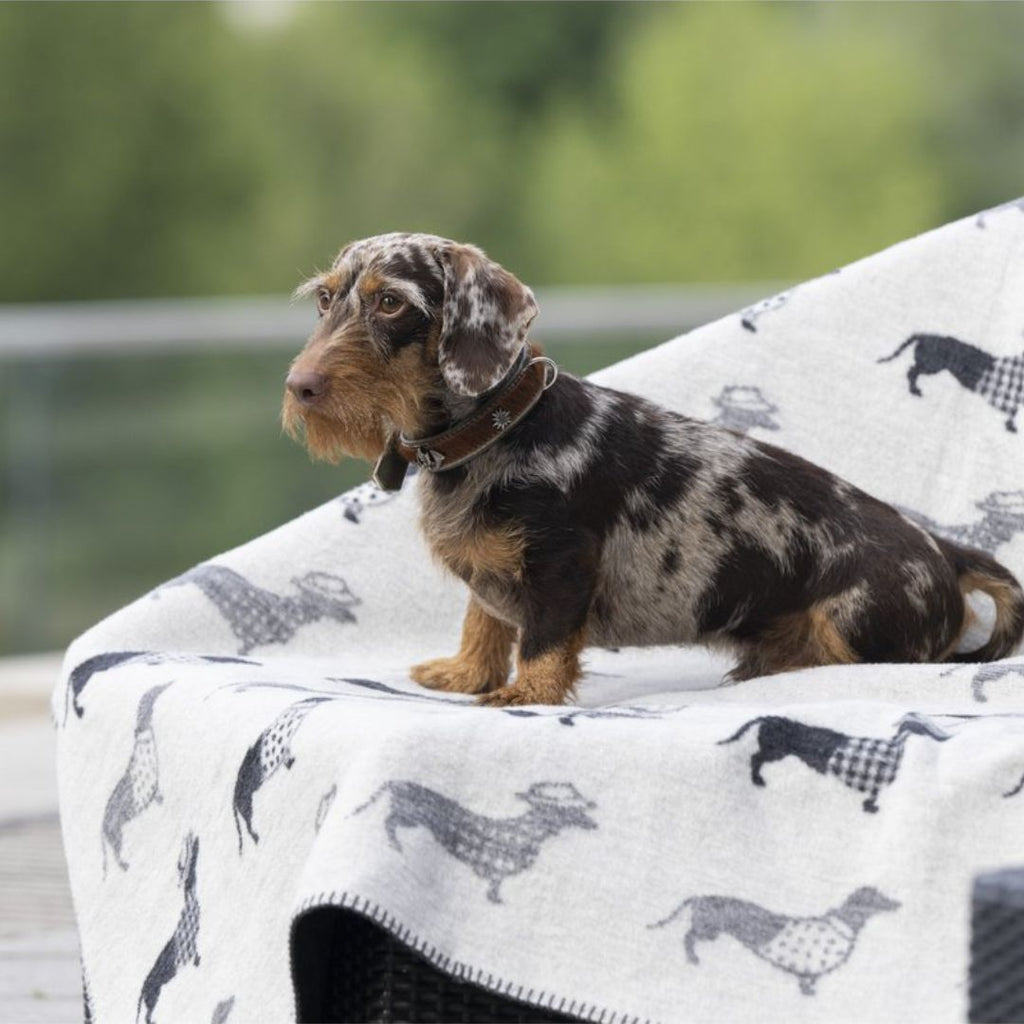 Hundedecke - Teckel - Laboni - Kuscheldecke Dackel
